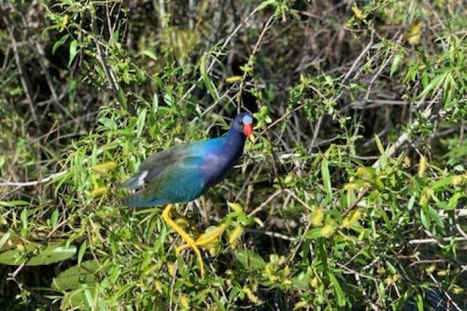 60 Minutes Small Group Everglades Airboat Ride in Miami - Authenticity and Personal Touches