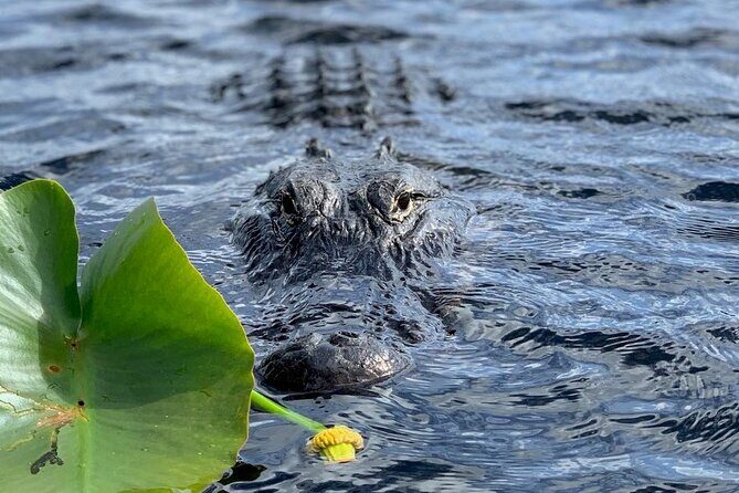 60 Minutes Small Group Everglades Airboat Ride in Miami - Final Thoughts: Is It Worth It?