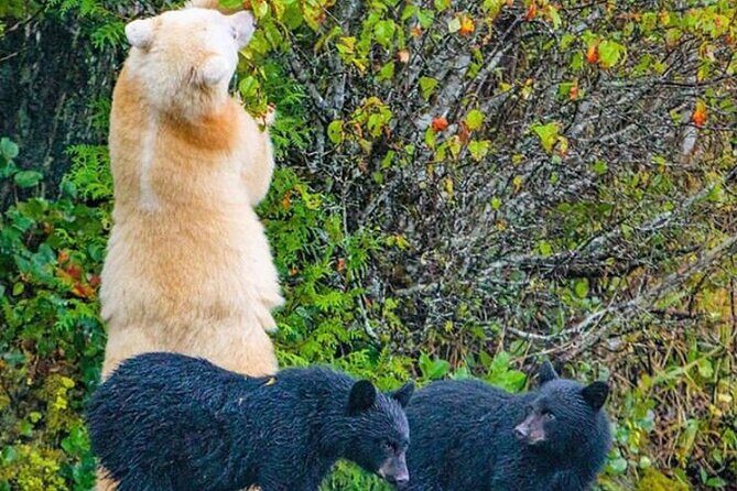 6hr Custom Private Tour of Ketchikan (4 People) Wildlife + More - In The Sum Up