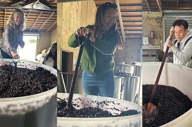 6hr Martinborough Chefs shared wine tour  lunch from Wellington - Key Points