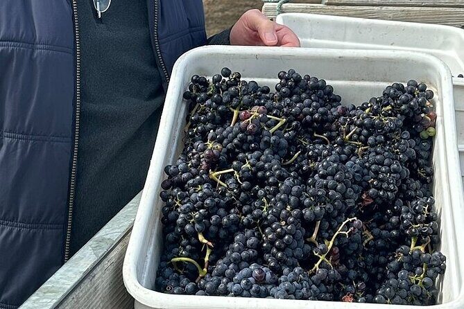 6hr Martinborough Chefs shared wine tour  lunch from Wellington - FAQ