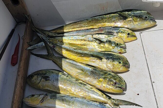 6hr Offshore Big Game Fishing Adventure - Who Should Consider This Trip?