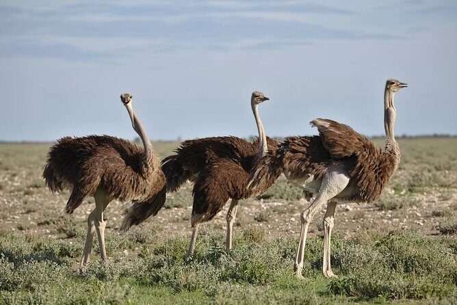 7-Day Garden Route Safari Adventure from Cape Town - A Day-by-Day Breakdown