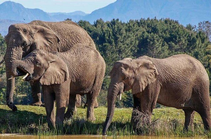 7-Day Garden Route Safari Adventure from Cape Town - FAQ