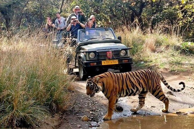 7-Day Golden Triangle Tour with Ranthambore Tiger Safari - Honest Take on the Experience