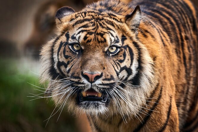 7 Day Golden Triangle Tour with Wildlife-Taj Mahal Tigers & Birds - Final Thoughts