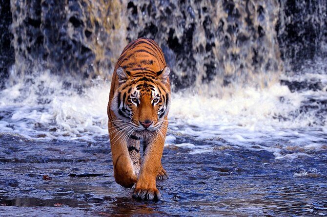 7 Day Golden Triangle with Ranthambore Tiger Tour. - Why This Tour Offers Great Value