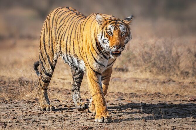 7 Day Golden Triangle with Wildlife - Taj Tigers Leopards Birds - Key Points