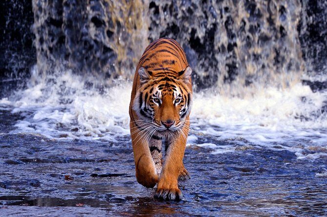 7 Day Golden Triangle with Wildlife - Taj Tigers Leopards Birds - FAQ