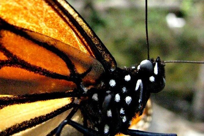 7 Day-Monarch Butterfly Ecofriendly Tour in Mexico - Detailed Breakdown of the Itinerary