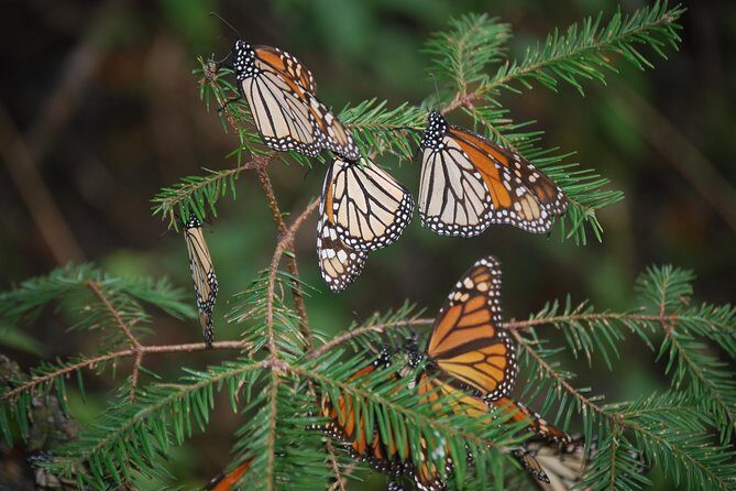 7 Day-Monarch Butterfly Ecofriendly Tour in Mexico - Who Will Love This Tour?