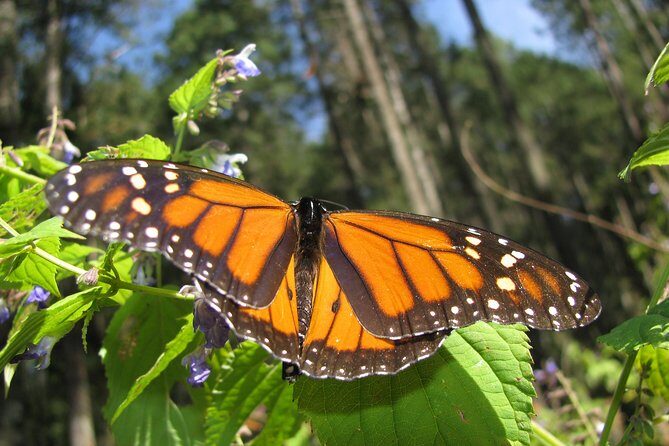 7 Day-Monarch Butterfly Ecofriendly Tour in Mexico - The Sum Up