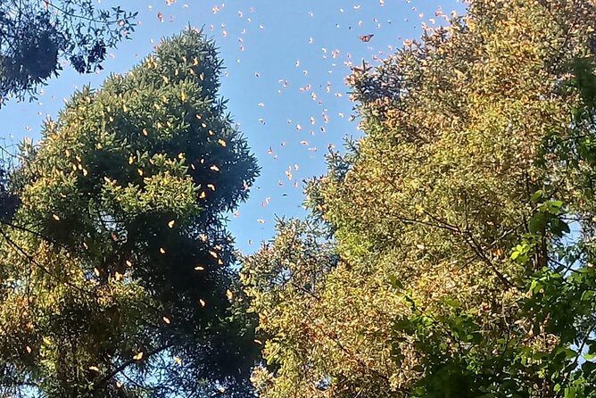 7 Day-Monarch Butterfly Ecofriendly Tour in Mexico - FAQs