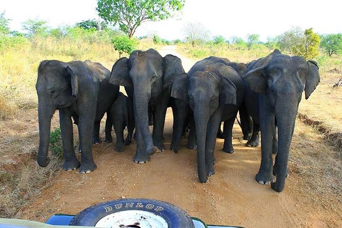 7 Days 6 Nights Package Tour with Holiday Walkers Sri Lanka - Final Thoughts