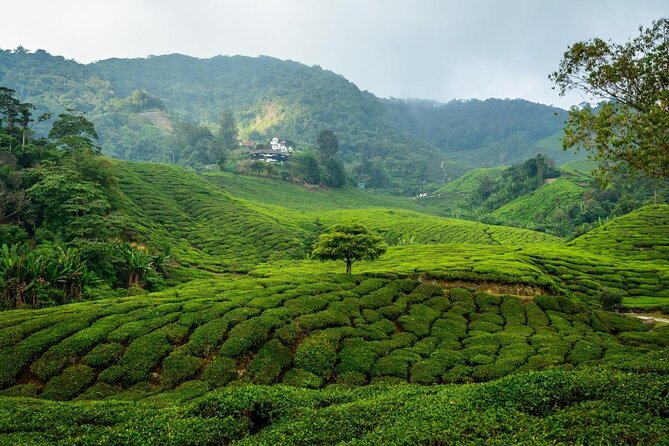 7-Days Best of Malaysia - A Practical Look at the 7-Day Best of Malaysia Tour