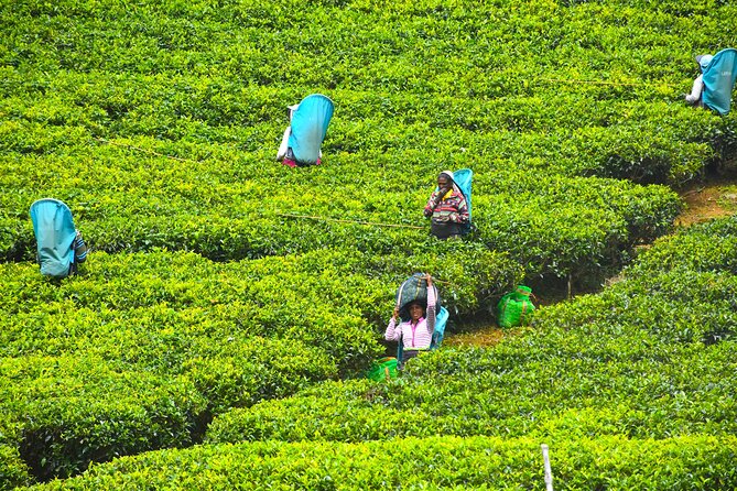 7 Days Classical Tour to Sri Lanka - The Sum Up