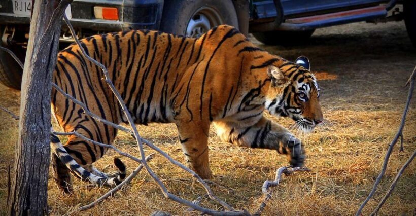 7 days india Taj Mahal tour with ranthambore tiger safari - The Itinerary in Detail