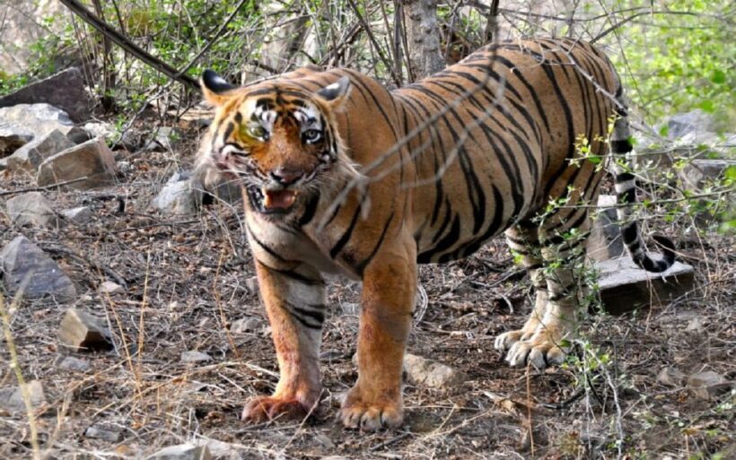 7 days india Taj Mahal tour with ranthambore tiger safari - FAQ