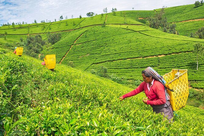 7 Days Private Guided Tour in Around Sri Lanka - A Day-by-Day Breakdown of the Tour