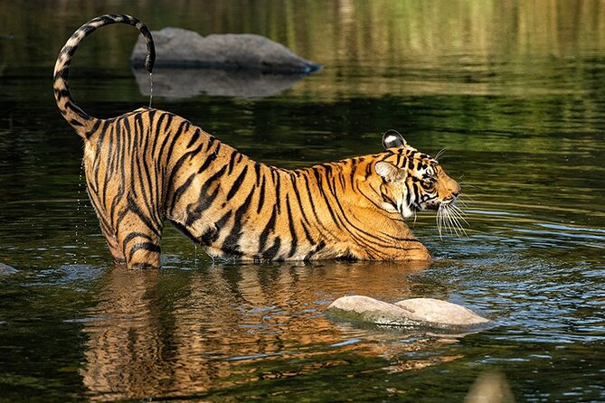 7 Days Private Tour of Taj Mahal, Tigers, Palace and Forts of India - Why This Tour Offers Good Value