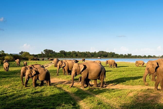 7 Days Sri Lanka Culture and Nature Private Tour from Colombo - Who Will Love This Tour?