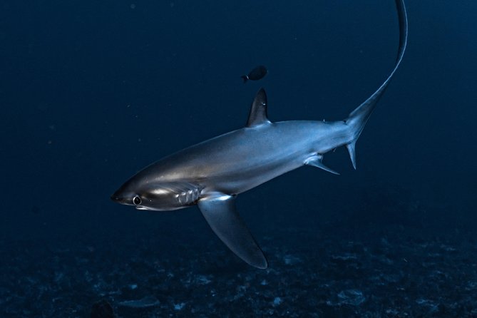 7 Fun Dives in Nusa Lembongan (for certified divers) - Premium Value Package - The Price and Its Value