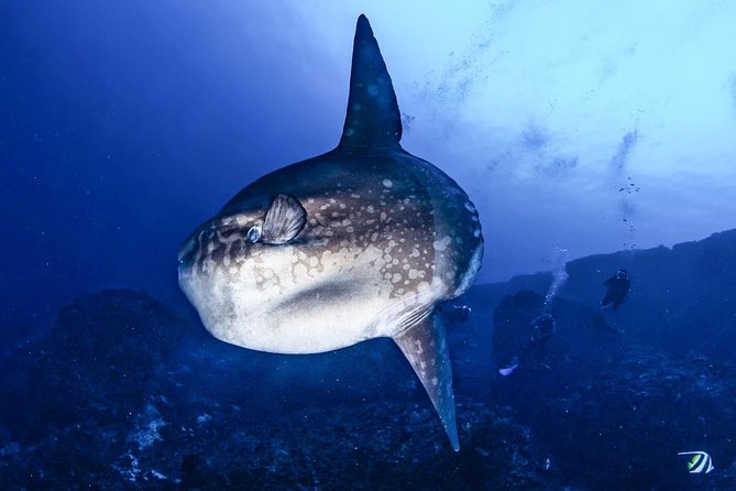 7 Fun Dives in Nusa Lembongan (for certified divers) - Premium Value Package - FAQ