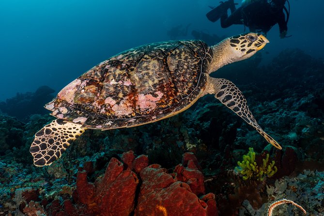 7 Fun Dives in Pemuteran (for certified divers) - Exploration in Menjangan Park - The Itinerary: What to Expect from Start to Finish