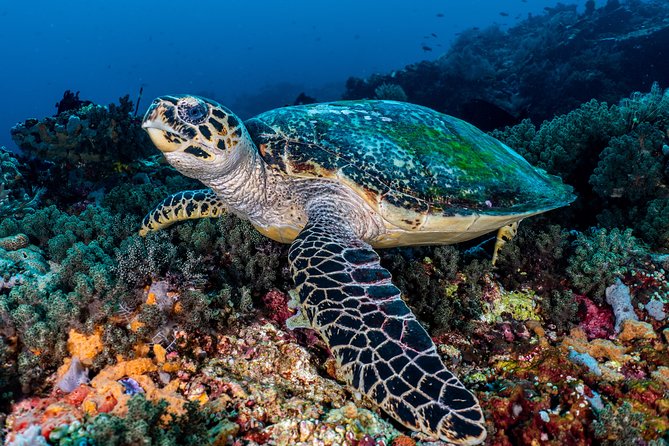 7 Fun Dives in Pemuteran (for certified divers) - Exploration in Menjangan Park - The Diving Experience: Why It Stands Out