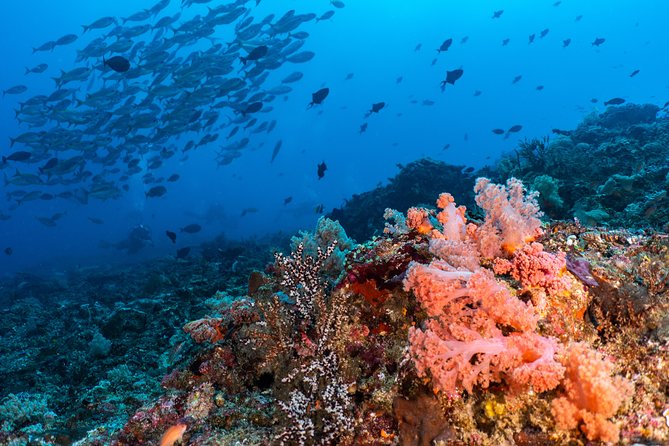 7 Fun Dives in Pemuteran (for certified divers) - Exploration in Menjangan Park - Value for Money: Breaking Down the Cost