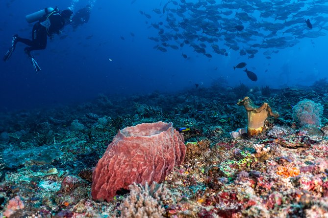 7 Fun Dives in Pemuteran (for certified divers) - Exploration in Menjangan Park - FAQ