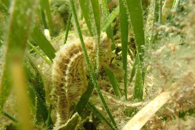 7 Hour Private Scalloping Package in Mangrove Point - The Experience in Context