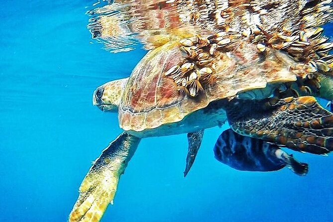 7-Hour Private Tour to the Wonders of Fuerteventura - Booking and Availability