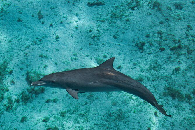 7 Hours Off Peak Whale Shark and Ningaloo Reef Tour in Exmouth - Final Thoughts
