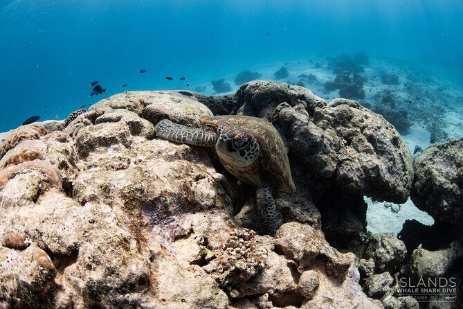 7 Hours Off Peak Whale Shark and Ningaloo Reef Tour in Exmouth - FAQ