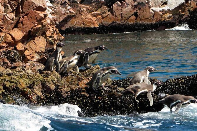 7-Hours Tour in Paracas National Reserve With Pickup - Tour Details
