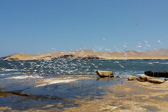 7-Hours Tour in Paracas National Reserve With Pickup - Cancellation and Confirmation
