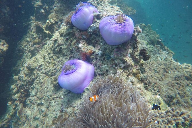 7 Islands Sunset Tour with Buffet Dinner & Night Snorkeling - The Sum Up