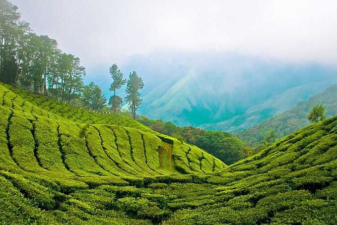 7-Night Kerala Tour to Kochi, Munnar, Periyar, Allepey and Kovalam - What Makes This Tour Stand Out