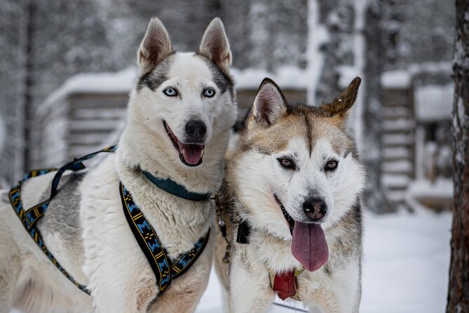 8-10km Husky Ride in the Taiga and Visit other farm animals - What Past Travelers Say