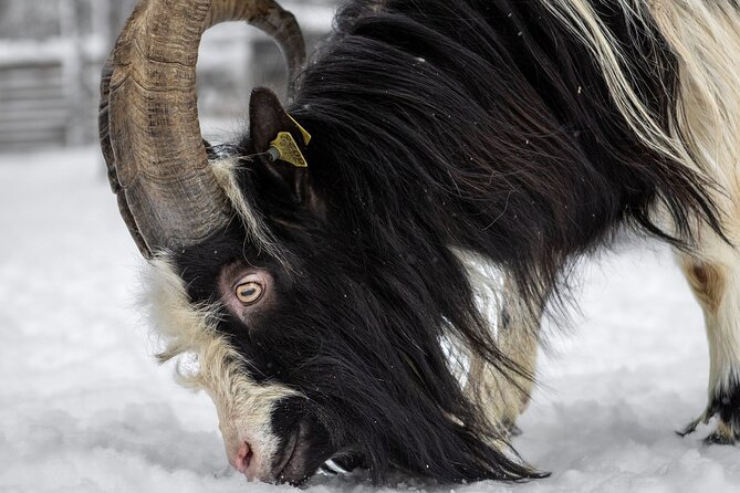 8-10km Husky Ride in the Taiga and Visit other farm animals - Who This Tour Is Best For