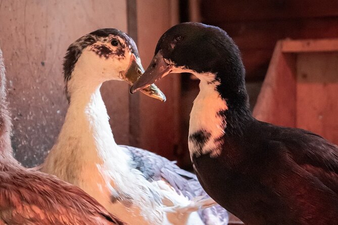 8-10km Husky Ride in the Taiga and Visit other farm animals - Final Thoughts