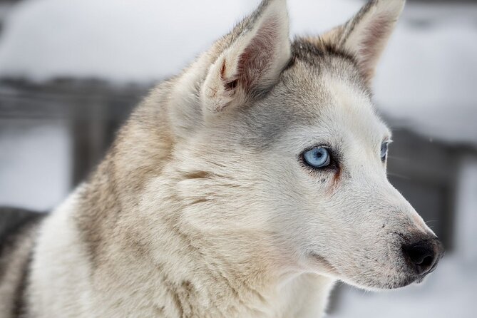 8-10km Husky Ride in the Taiga and Visit other farm animals - FAQs