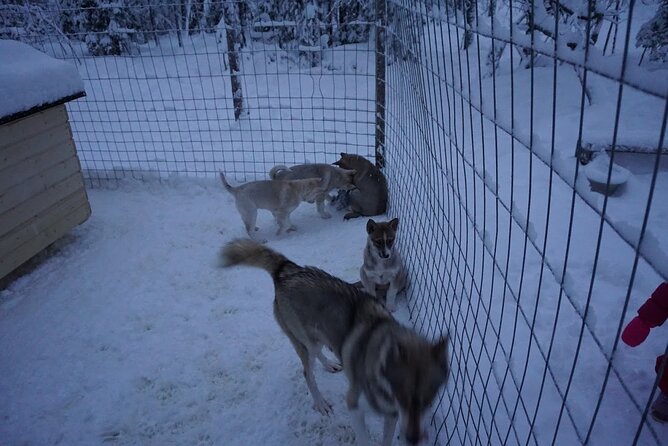 8-10km Husky Ride in the Taiga Forest and Visiting the Kennel - Hold Adorable Puppies