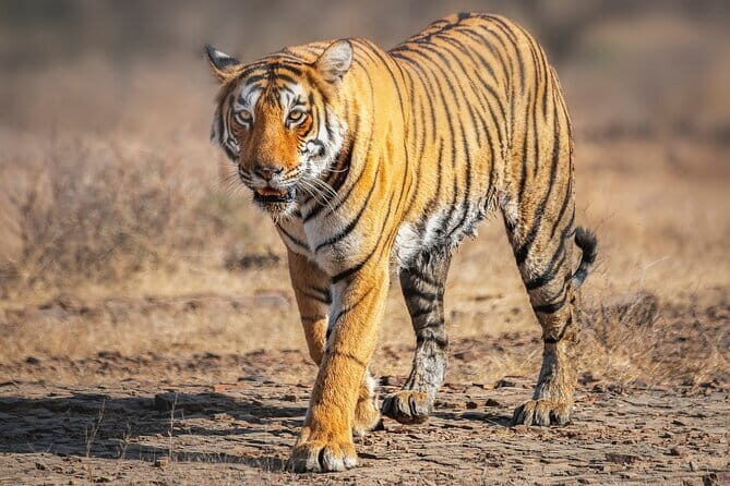 8 Day Delhi Agra Ranthambore Udaipur Jaipur Delhi Tour - Key Points