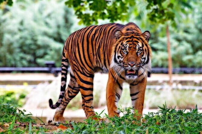 8 Day Delhi Agra Ranthambore Udaipur Jaipur Delhi Tour - A Detailed Look at the Itinerary