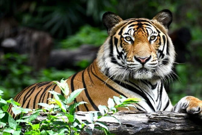 8 Day Delhi Agra Ranthambore Udaipur Jaipur Delhi Tour. - Analyzing the Experience