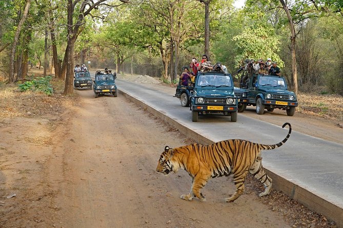 8 Day Golden Triangle Tour with Ranthambore {Taj , Tigers & More} - The Sum Up: Who Is This Tour Best For?