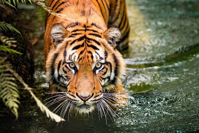 8 Day Golden Triangle Tour with Ranthambore Tigers Tour - What Makes This Tour Stand Out?