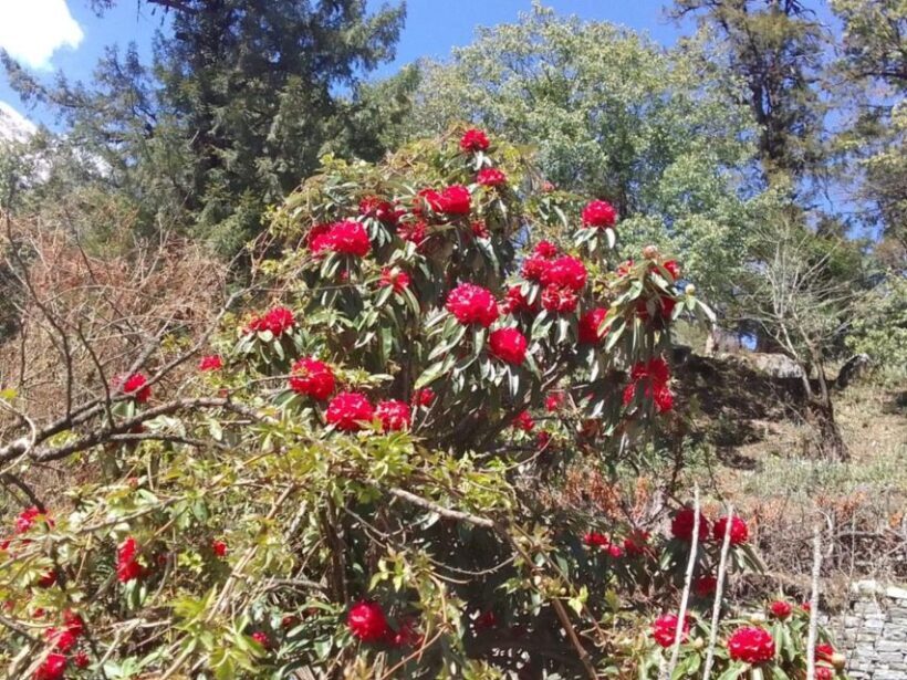 8-Day Kathmandu Annapurna Circuit Trek via Thorongla Pass - Who Will Enjoy This Trek?